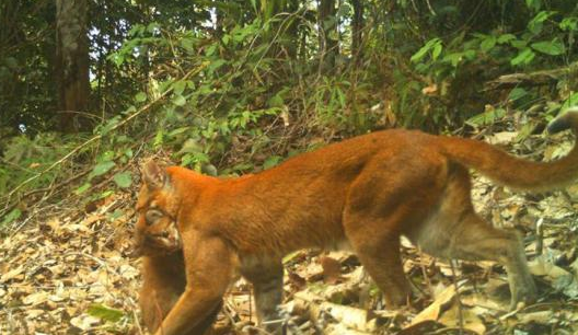 Satwa Liar Kucing Emas, Binatang Misterius Yang Semakin Langka | 1001 ...