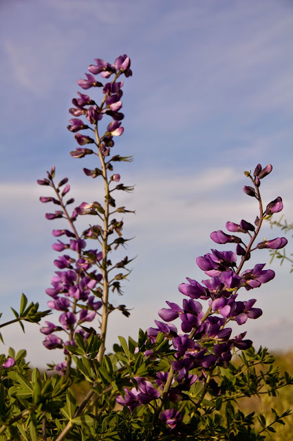 The Kansas Outback: Spectacular Spring