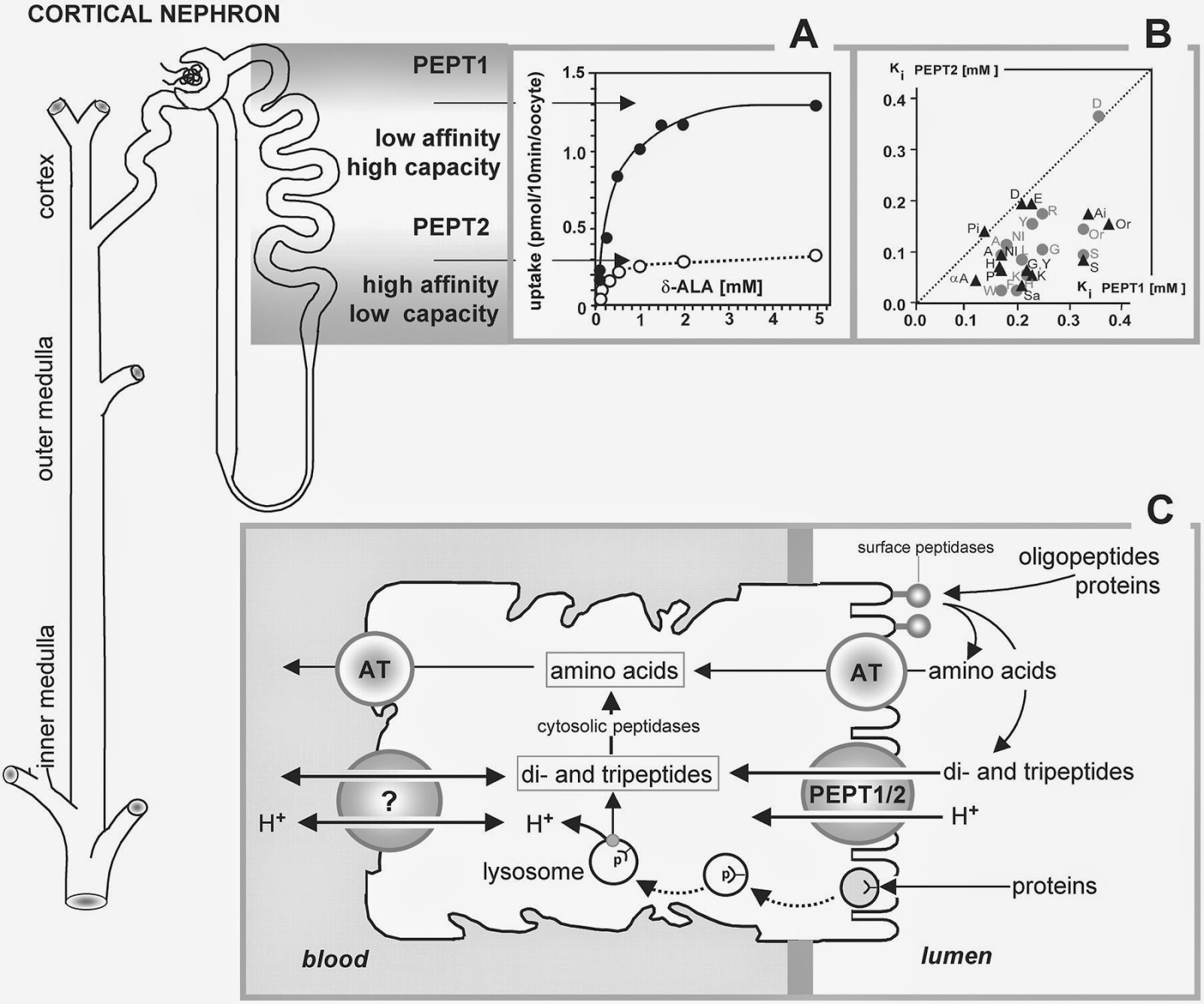 USMLE COMLEX Study Guides : First Aid Renal Physiology Part 1