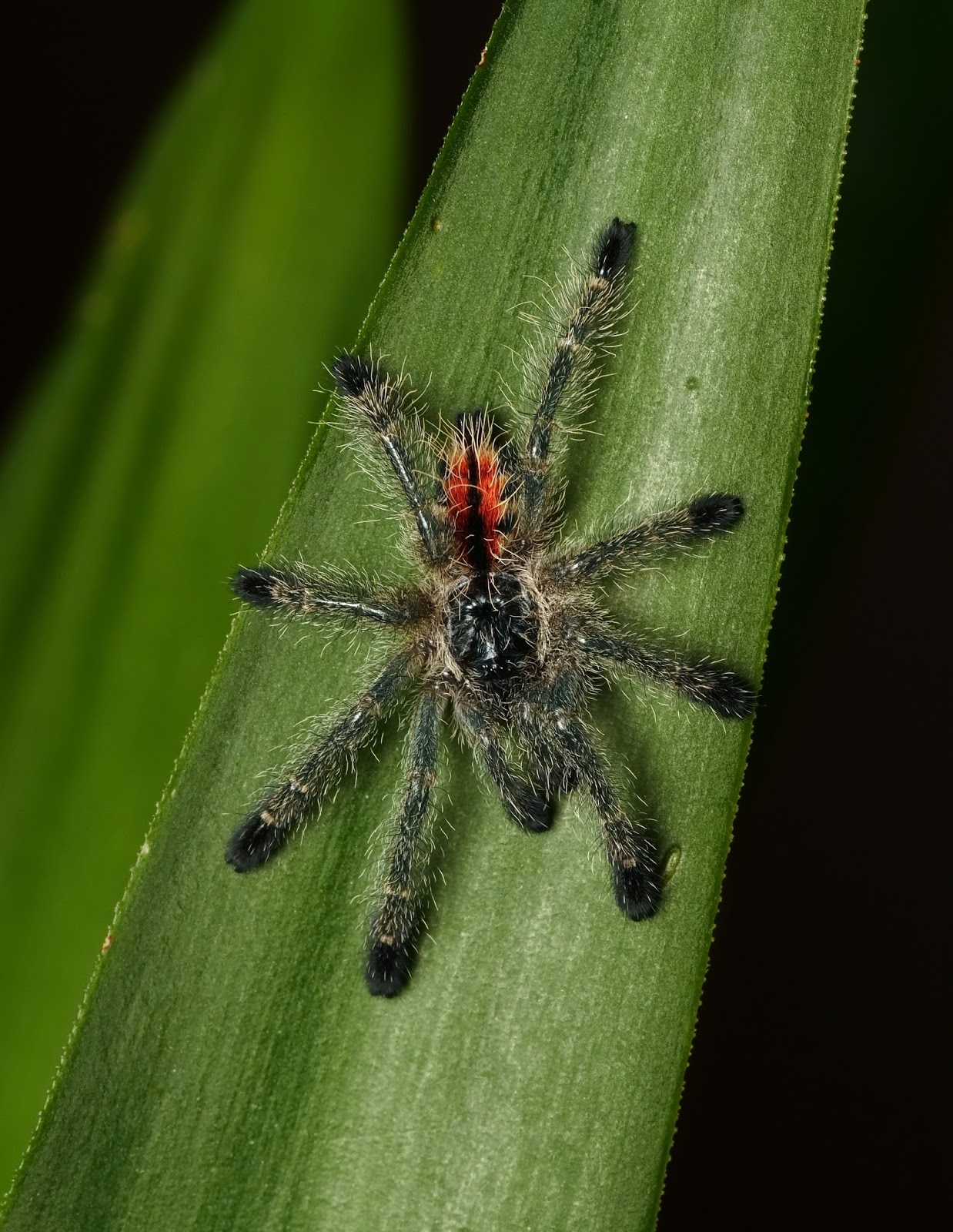 Avicularia : Oktober 2016
