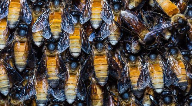 Bagaimana Macam Macam Lebah Klanceng Baca Informasi Lengkapnya - Jenis ...