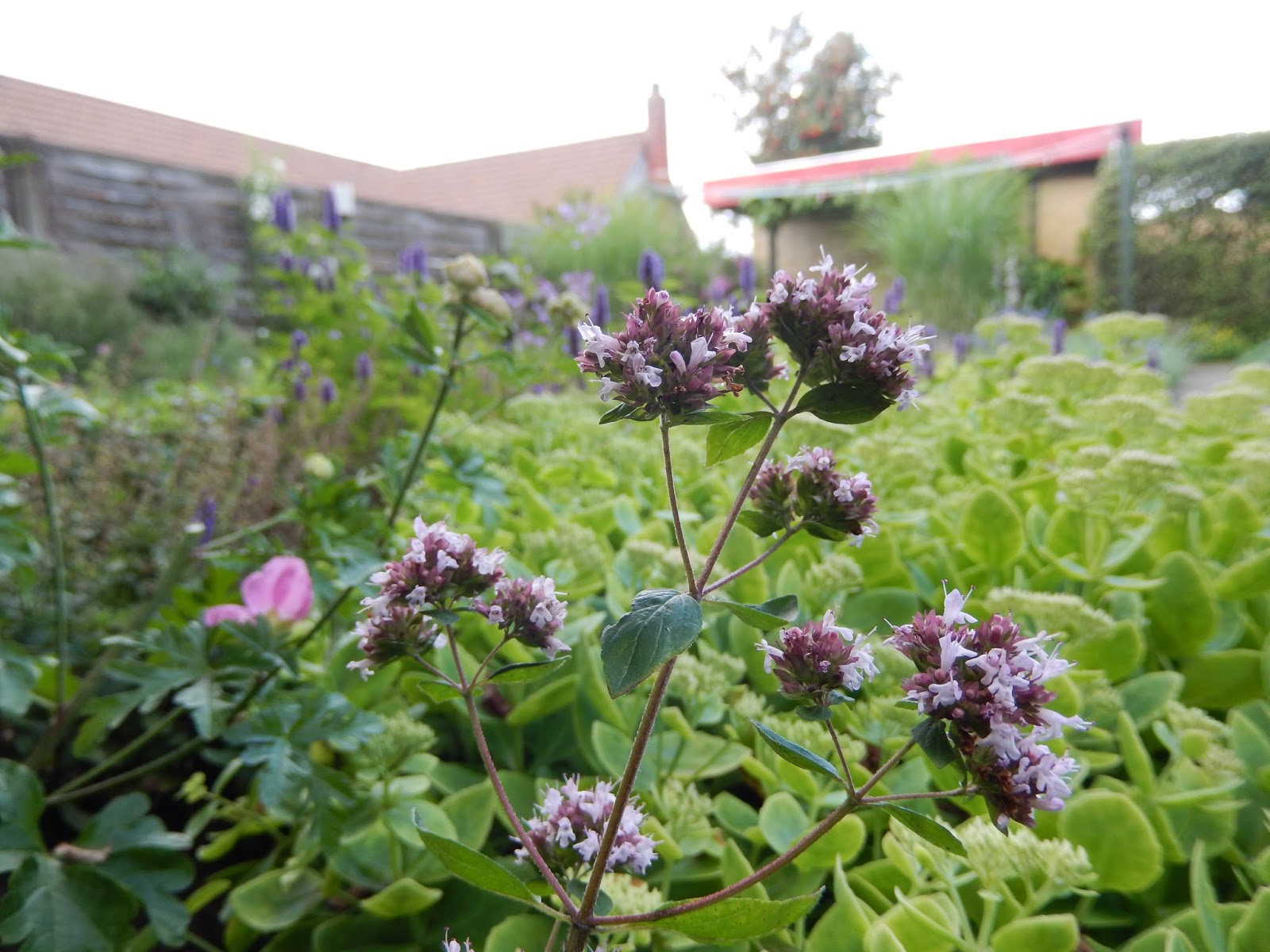 havesysler: Den tørketålende have