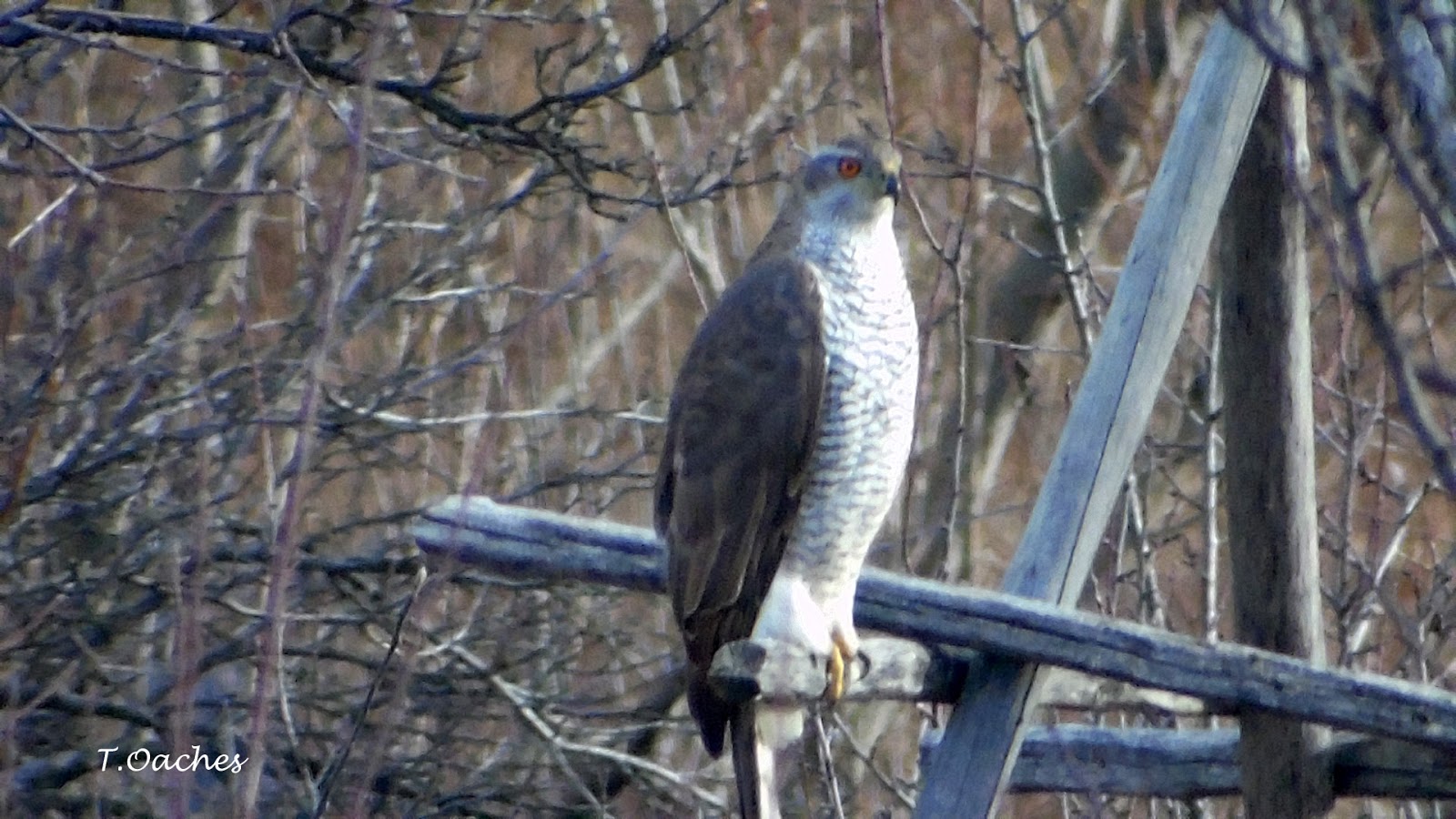 PASARI DIN ROMANIA: ULIU PORUMBAR (ULIUL GAINILOR), Accipiter gentilis