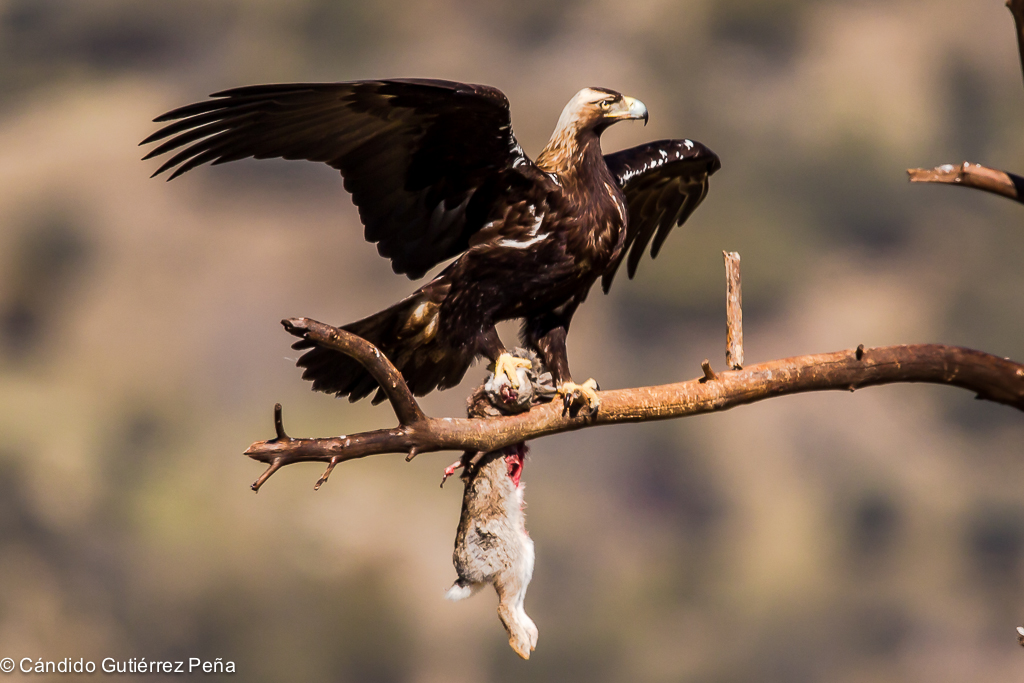 AGUILA IMPERIAL - Aquila Adalberti | Observatorio de la Naturaleza