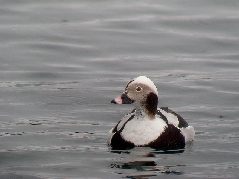 Mis encuentros con las Aves: Mí Guía Fotografica de Aves