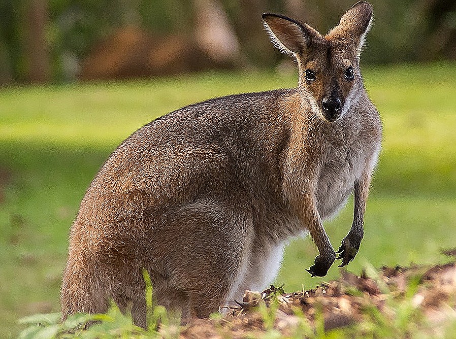 When kangaroos get mad