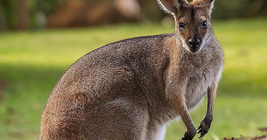 When kangaroos get mad