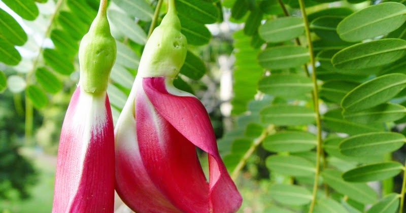 tumbuhan herbal: Manfaat Dan Khasiat Bunga Turi Merah