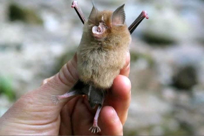 Rare Animal Babies You've Probably Never Seen Before