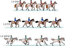 Pasos Equinos.: Diferencia entre Trote y Galope.