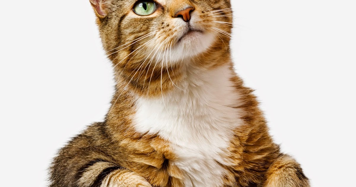 Medi-Vet Blog for Pets: Ten Need-to-Know Cat Facts