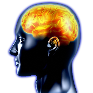 COSAS DE LOCO: ¿Por qué el cerebro humano está arrugado?