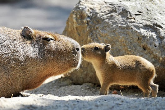 The Pantanal Safari: Capybara fun facts