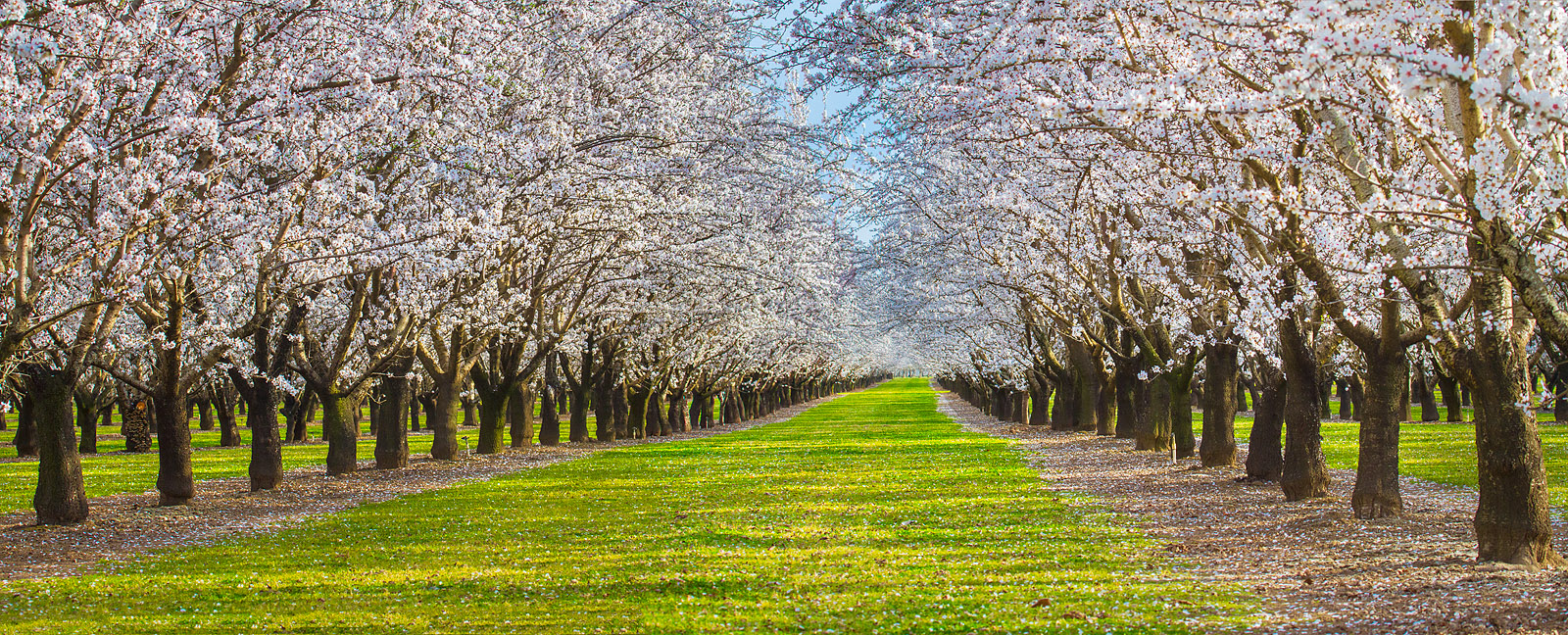 Anthony Dunn Photography: Almond Bloom in Full Bloom