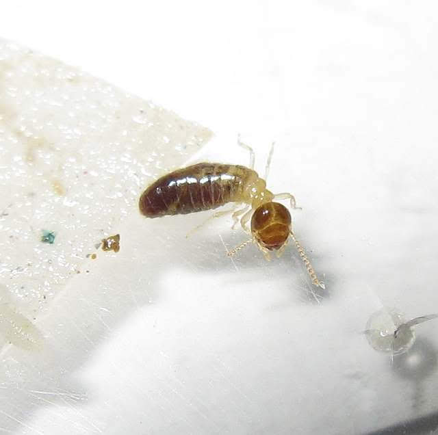 Photos and Info on Ants and Termites of Malaysia: Microcerotermes sp