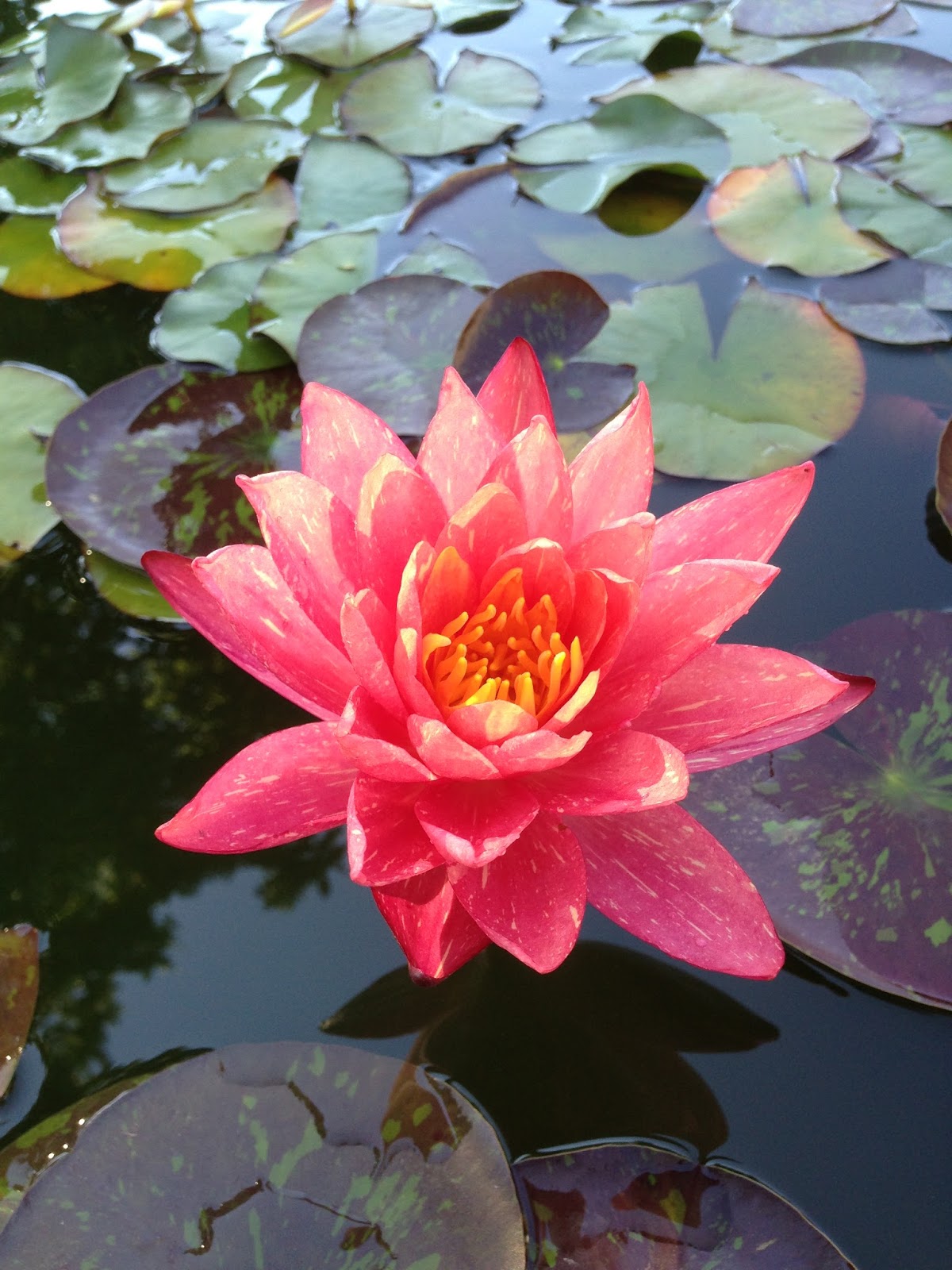 The Lents Farmer: Summer Water Lilies