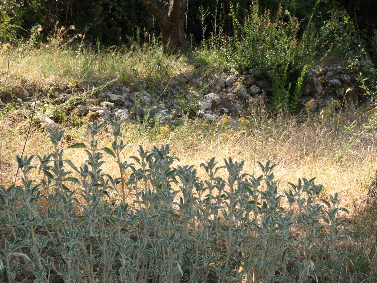 Jurnal de gradina: In livada cu maslini