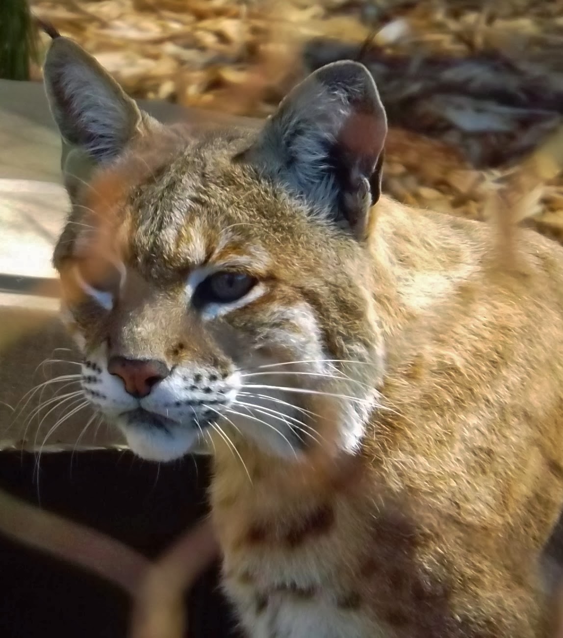 Bobcat