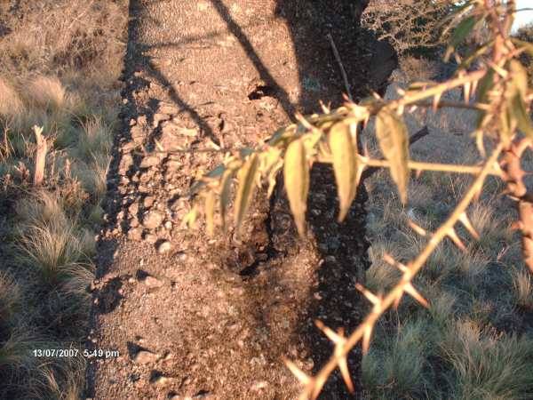 ASOCIACION ECOLOGISTA RIO MOCORETA: ÁRBOL CACUCHO , SAUCO HEDIODO ...