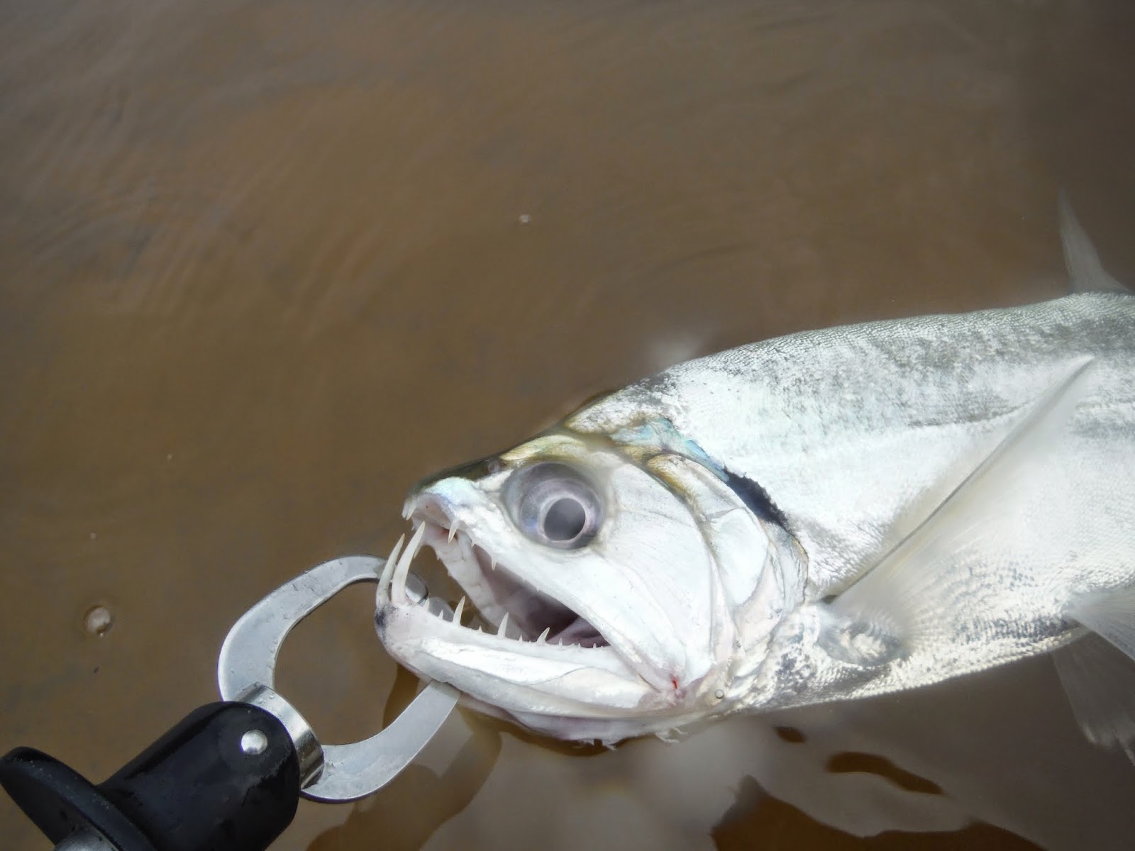 Fauna de Colombia - Wildlife Colombia: Payara o Pez Vampiro ...