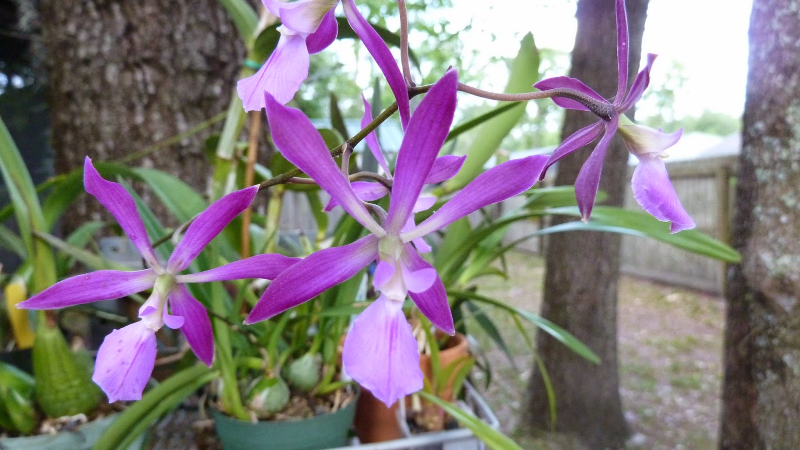 Hooray! Plants!: Encyclia Care & Some Blooming Encyclia Pictures