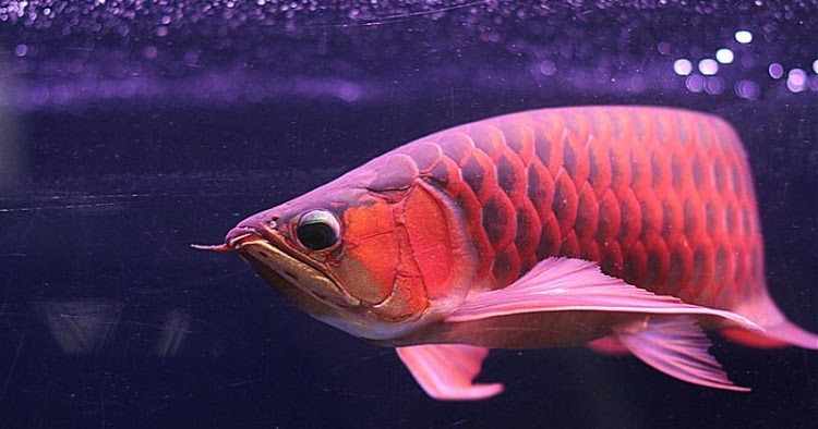Morfologi dan Ciri Arwana Super Red yang Berkualitas - GO-PERIKANAN
