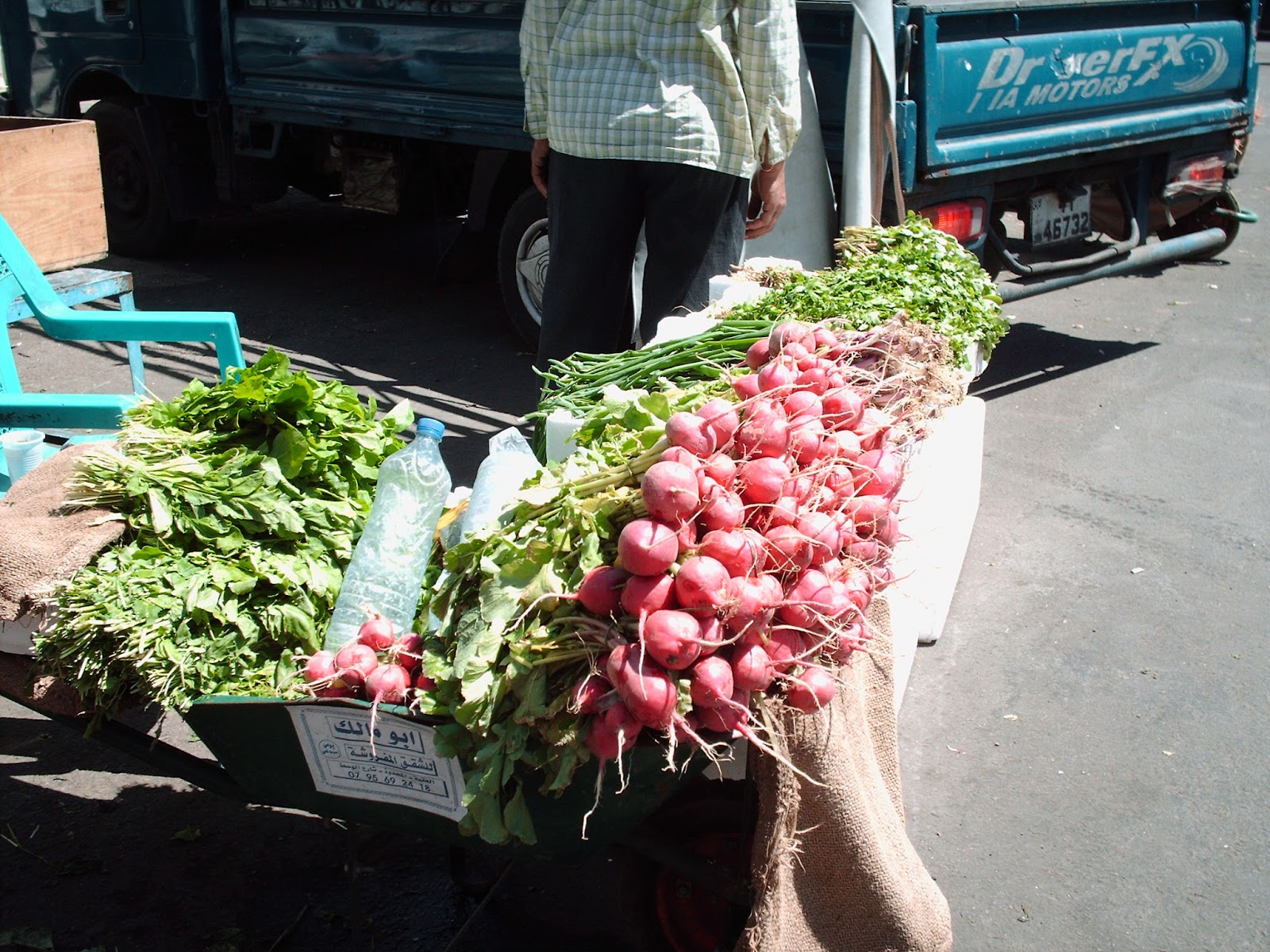 Garden Notes from Hawaii: PURSLANE ( Portulaca olearacea )