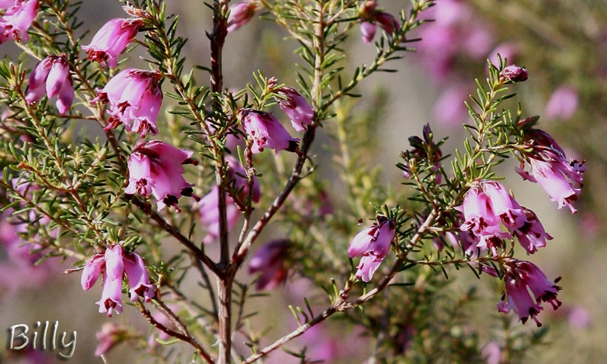 Alter Geo: PLANTAS DE MONTAÑA EN TORNAVACAS Y SUS ESTRIBACIONES