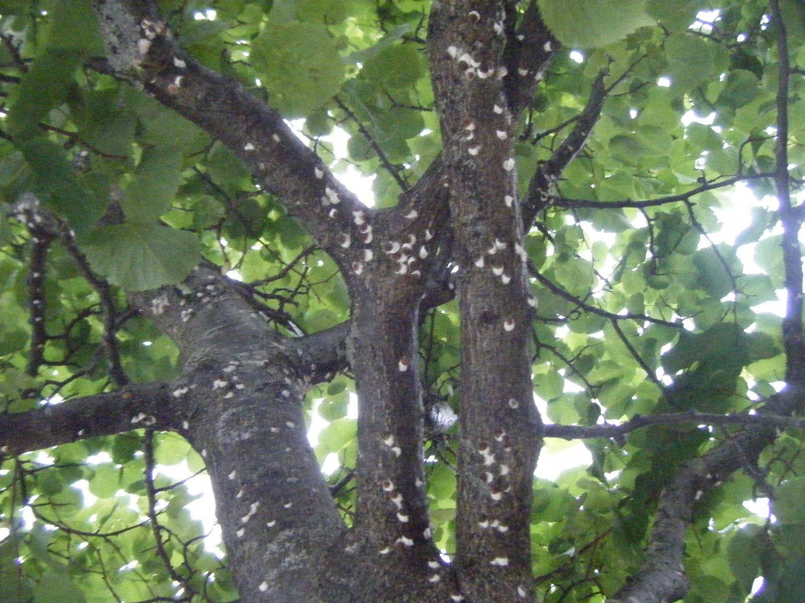21stcenturynaturalist: Horse Chestnut Scale on a Linden Tree: a ...