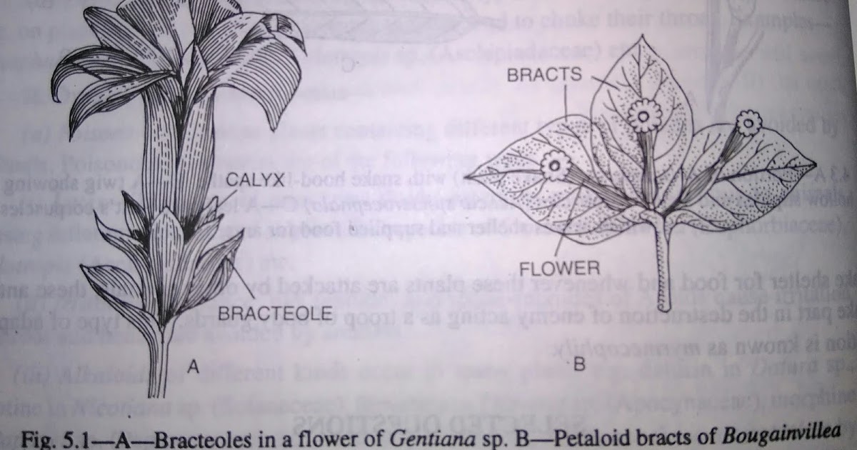 Bracts, Bracteoles , Inflorescence and its types-digieduco