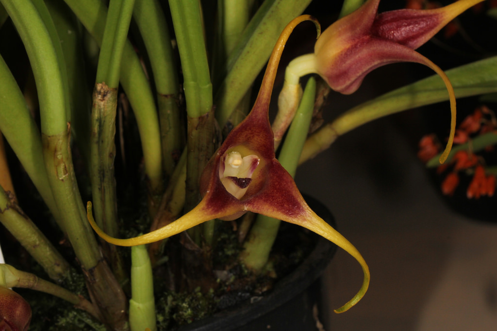Masdevallia picea care and culture | Travaldo's blog