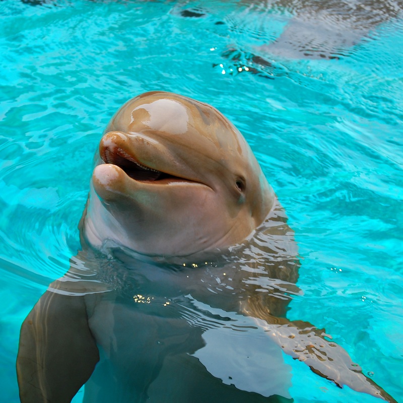 The Circus "NO SPIN ZONE": "Blond" Dolphins Rusty and Lilly Marineland ...