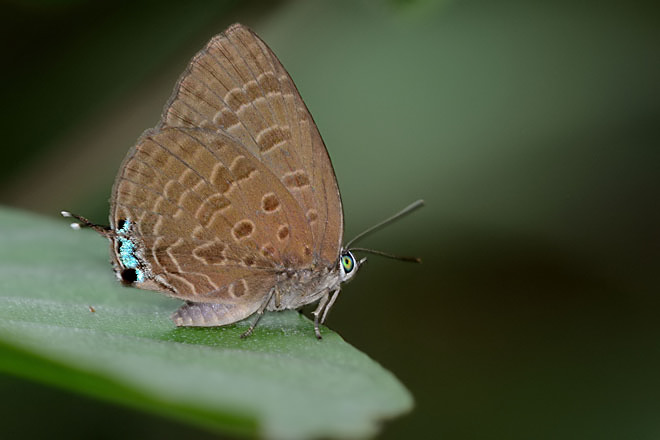 Beauty of Fauna and Flora in Nature: A Rare Lycaenid at Upper Peirce ...