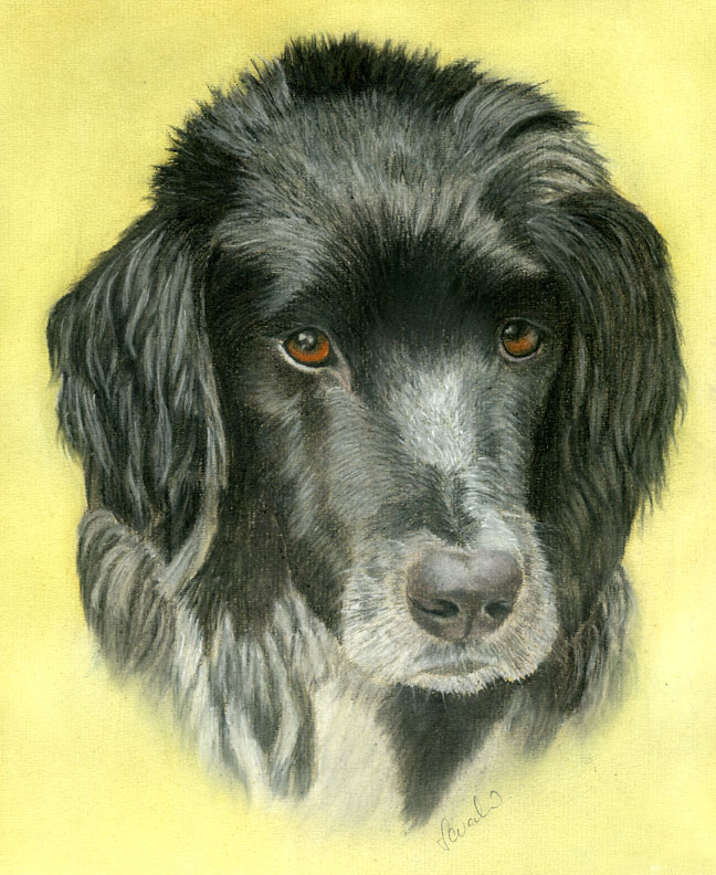 Sarahs Pet Portraits and Art Work: Dogs Pastel Paintings