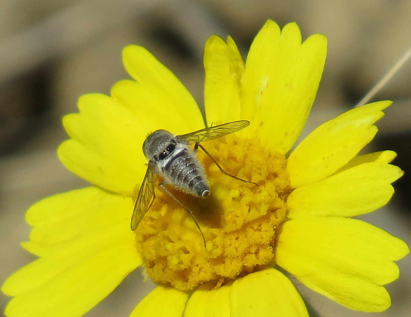 Bug Eric: A Case of Predator Mimicry in the Bee Fly Genus Epacmus ...