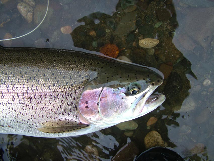 Chavanga Fish Blog: Kamchatka for everyone can be other. Flyfishing ...