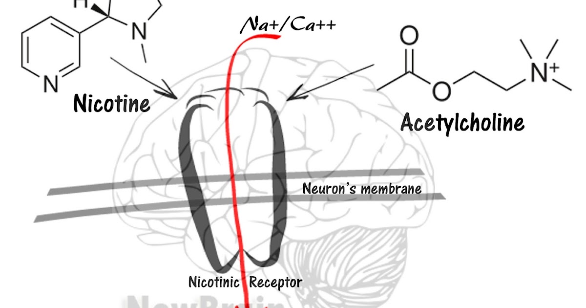 You are your brain: Effects of nicotine on our brain