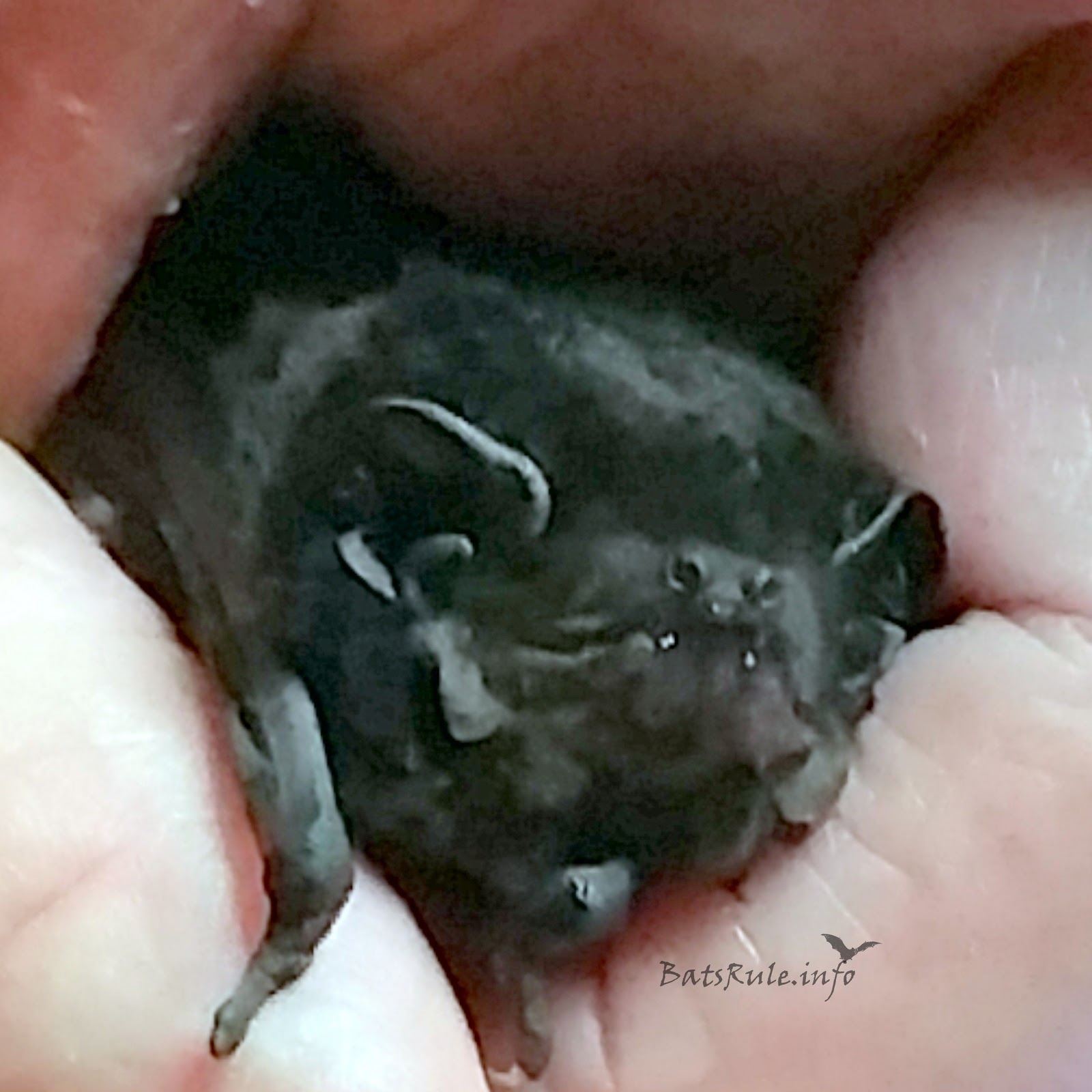 Rehab | Microbats | Gould's Wattle in care pics1