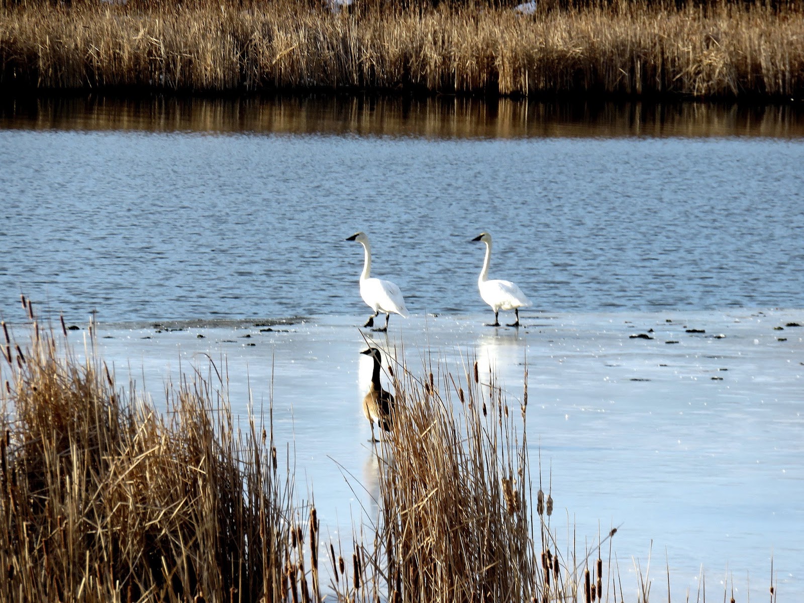 Todd Swank: Taste of an Early Spring in Minnesota