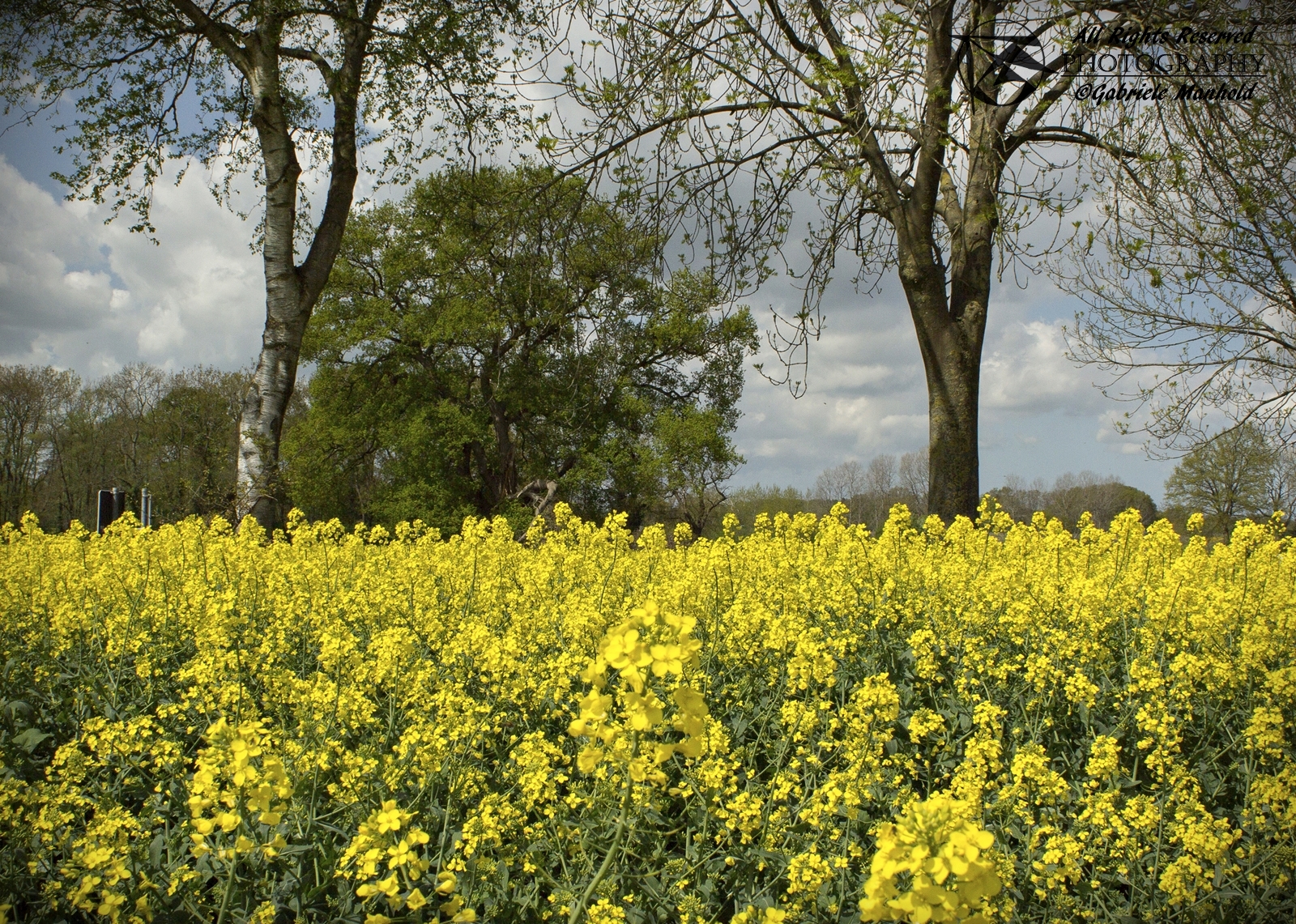 Gabriele Manhold Photography: Blühende Rapsfelder, am 03. Mai 2018.