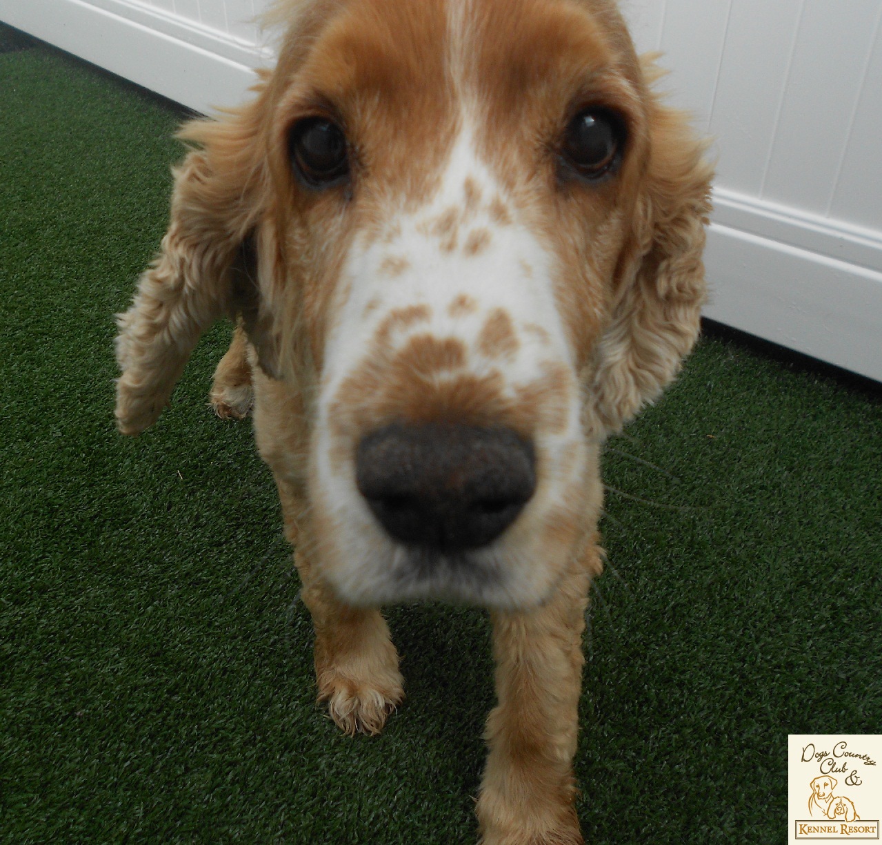 Dogs Country Club: February Dogs of the Month!