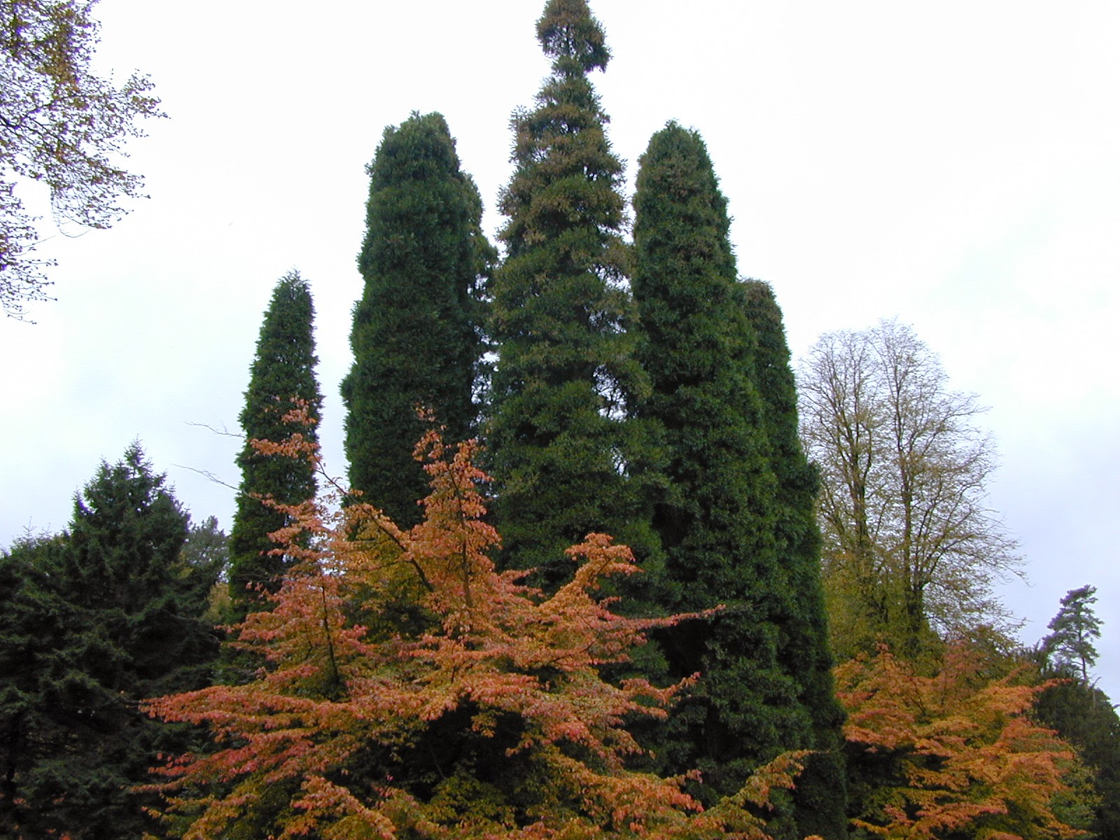 Trees of Santa Cruz County: Calocedrus decurrens - California Incense Cedar