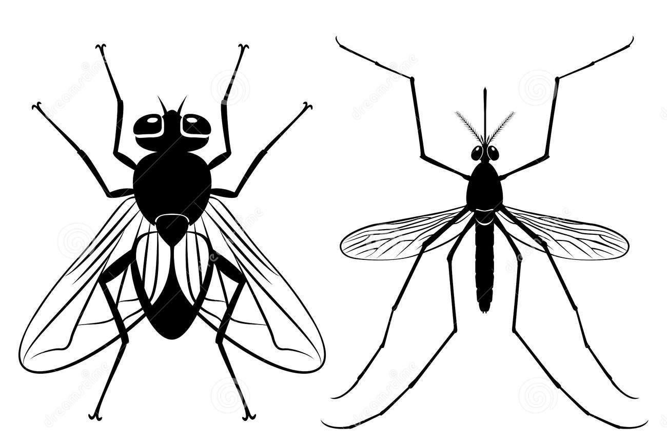 Qual A Diferença Entre Mosca E Mosquito - LIBRAIN