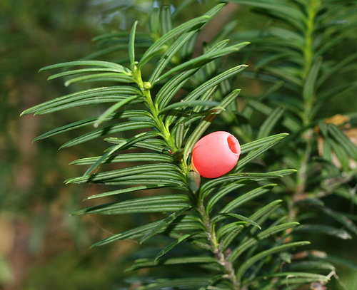 Fruit Seeds of Southern Michigan: Taxus spp.-- Yews