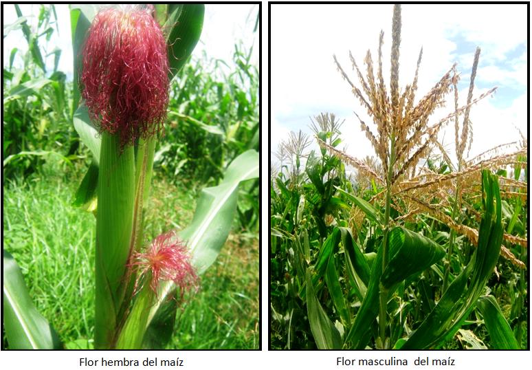 GENERALIDADES DEL CULTIVO DE MAÍZ HÍBRIDO : FLORES