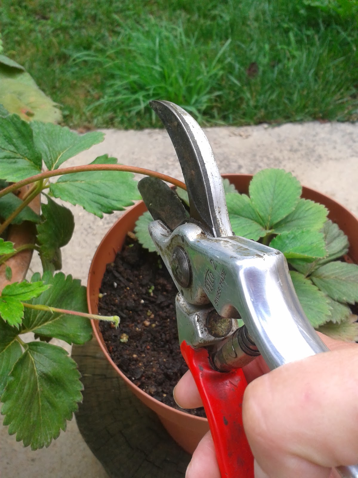 Crea tu Jardín: Fresas: recógelas tu mismo