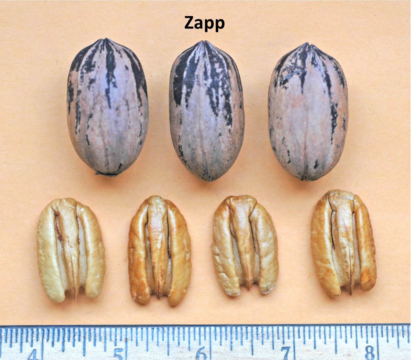 Northern Pecans: Pecan seedling selections