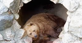 Fakta Tentang Hibernasi beruang