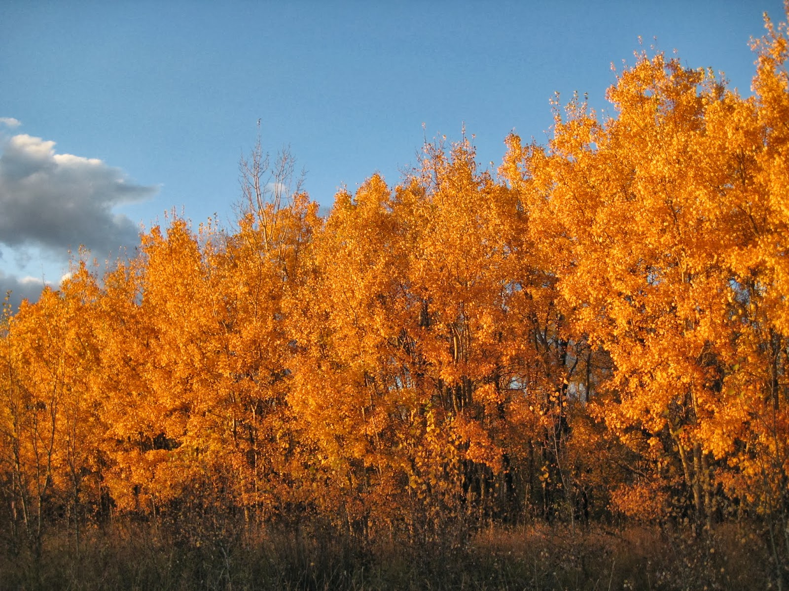 The 55th Parallel: A Meanook Fall