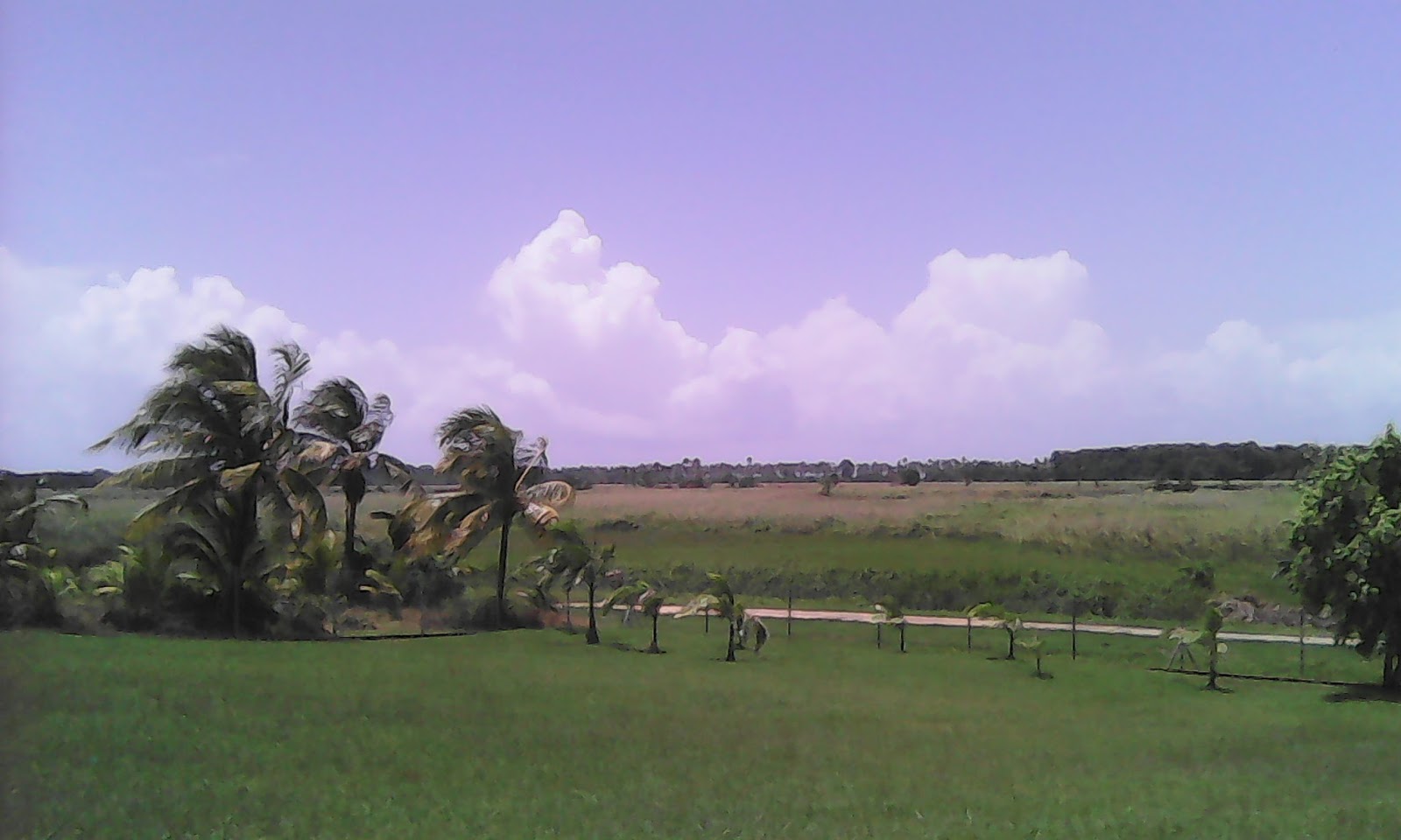 Green Days by the EPPD: Nariva Swamp and Coastal Zone Pilot Protected ...